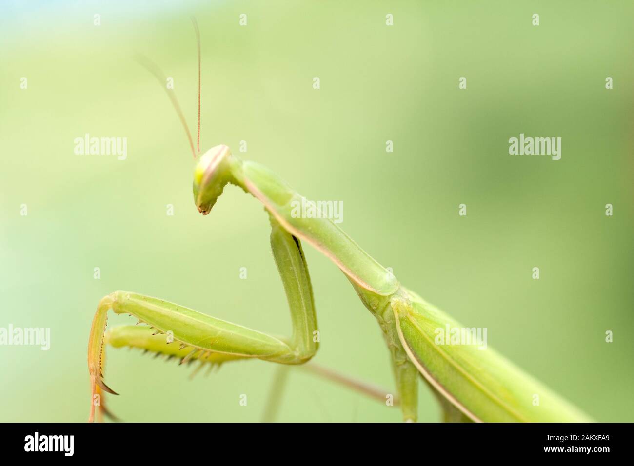 Close up shot of a Praying Mantis in front of a colorful background ...