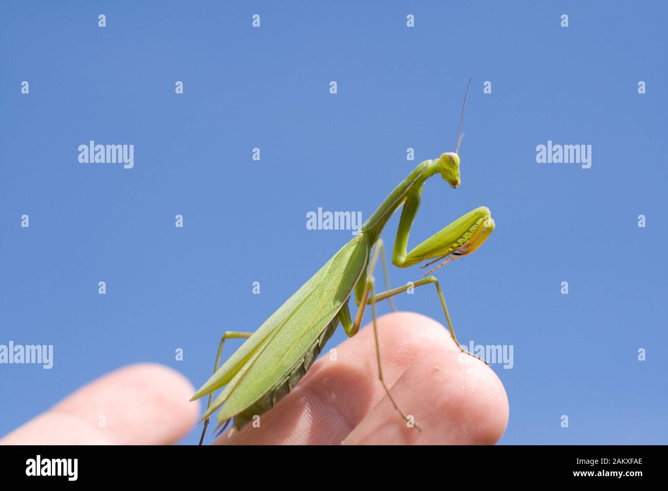 Mantis insect in hand green hi-res stock photography and images - Alamy