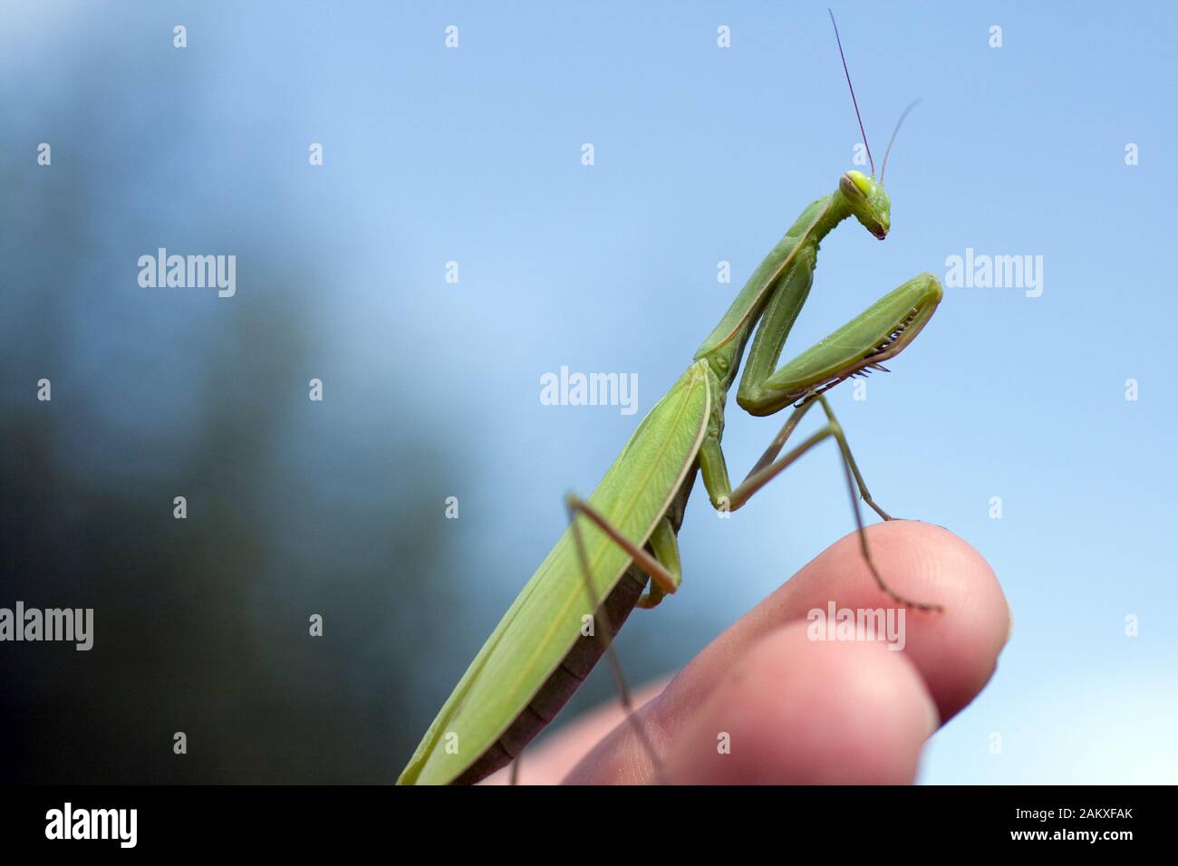 Close up shot of a Praying Mantis in a human hand Stock Photo - Alamy