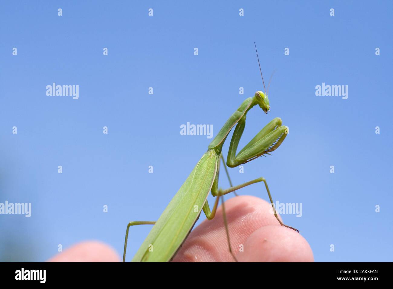 Hand mantis religiosa hi-res stock photography and images - Alamy