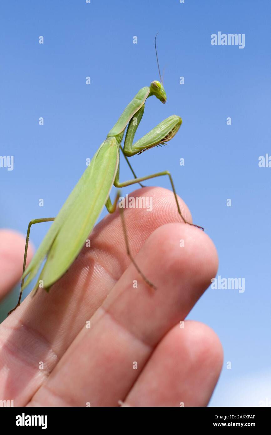 Close up shot of a Praying Mantis in a human hand Stock Photo - Alamy