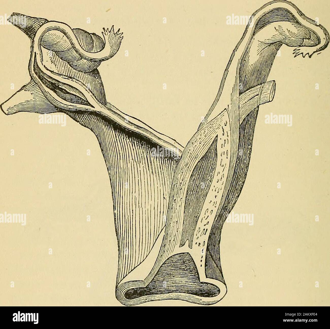 Round ligament of uterus hi-res stock photography and images - Alamy