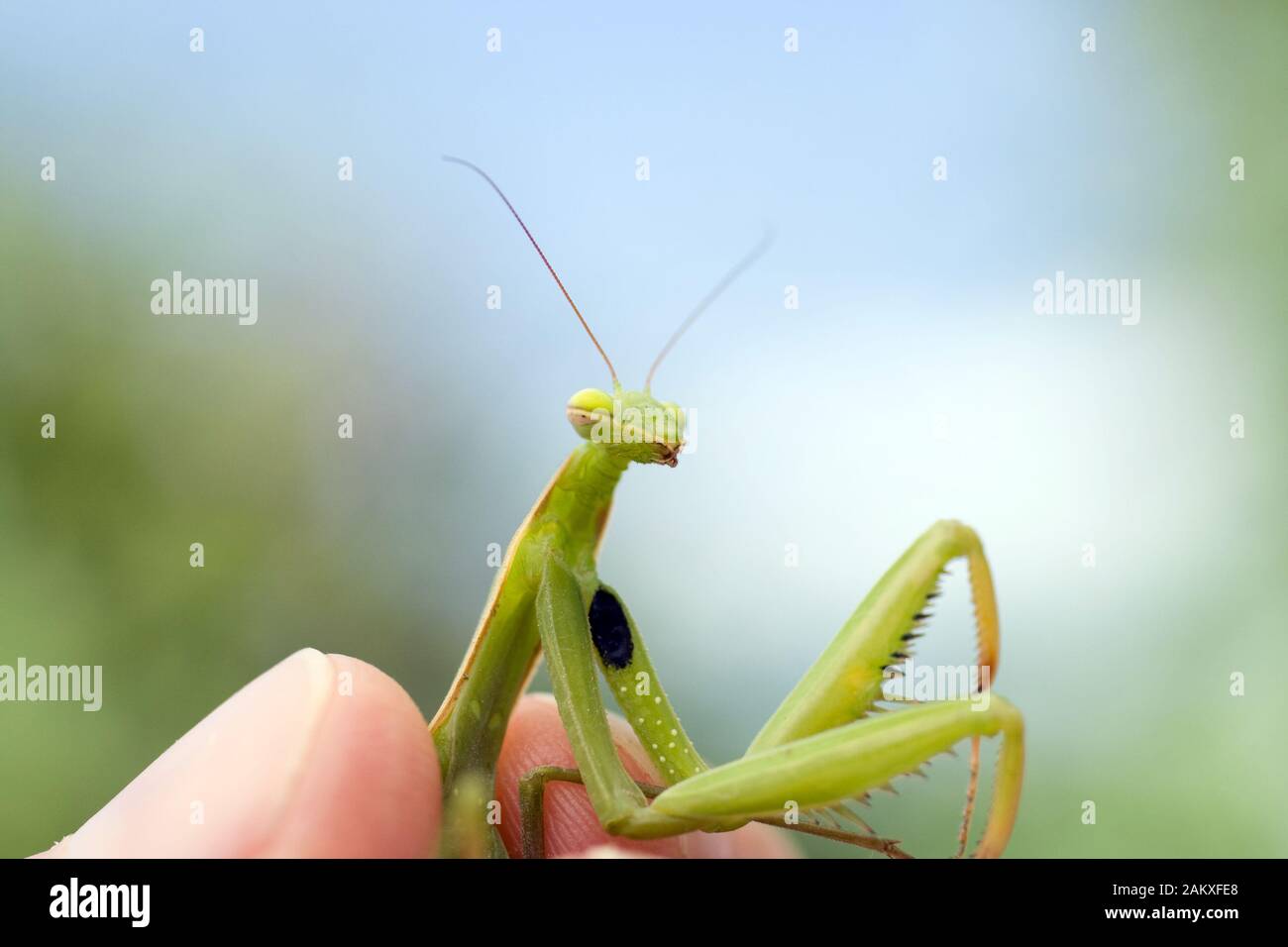 Hand mantis religiosa hi-res stock photography and images - Alamy