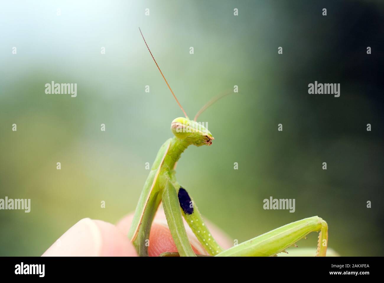 Hand mantis religiosa hi-res stock photography and images - Alamy