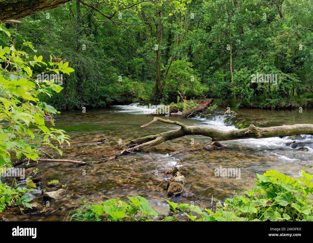 The narrow gorge of the River Dove upstream from the stepping stones in ...