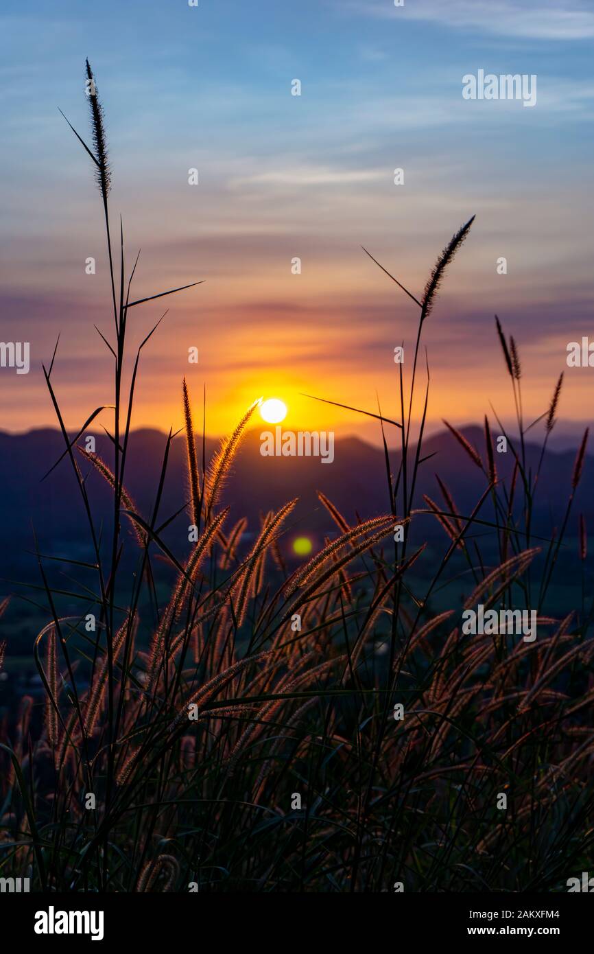 Sunset behind the mountain Flowers, trees and grass. Sunset light hits ...