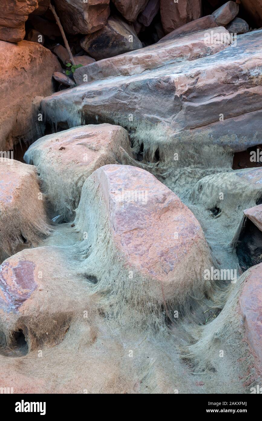 Algae coated rocks hi-res stock photography and images - Alamy