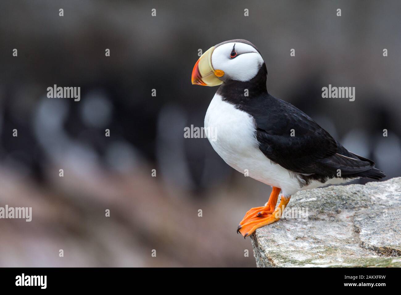 Puffins in the High Arctic Stock Photo - Alamy