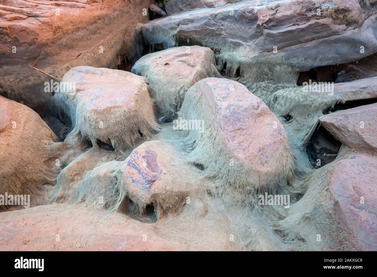 Algae coated rocks hi-res stock photography and images - Alamy