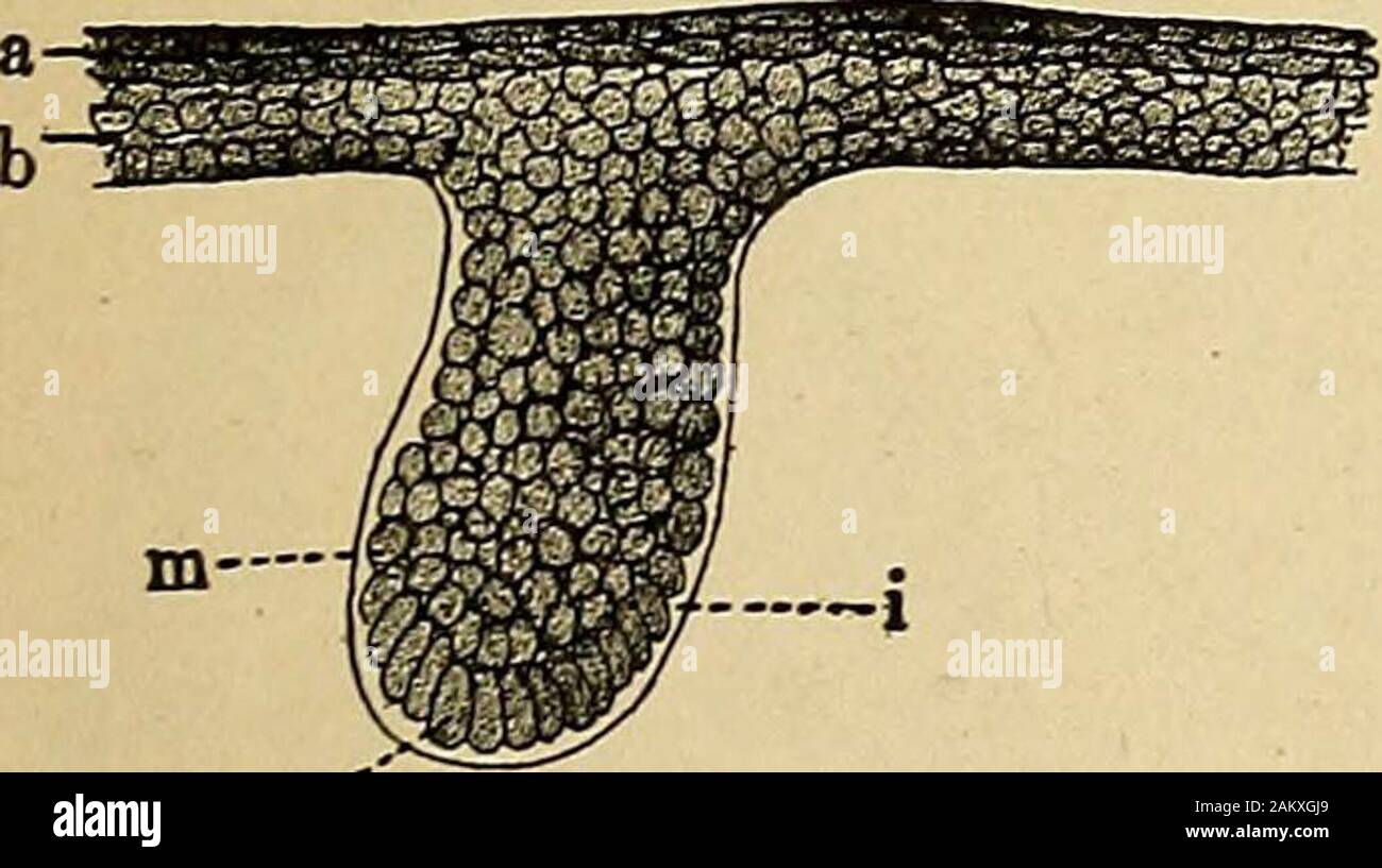 Dental follicle hi-res stock photography and images - Alamy