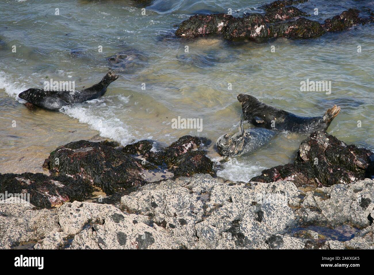Grey seals, Killigerran Head, Roseland, Cornwall, England, UK Stock ...