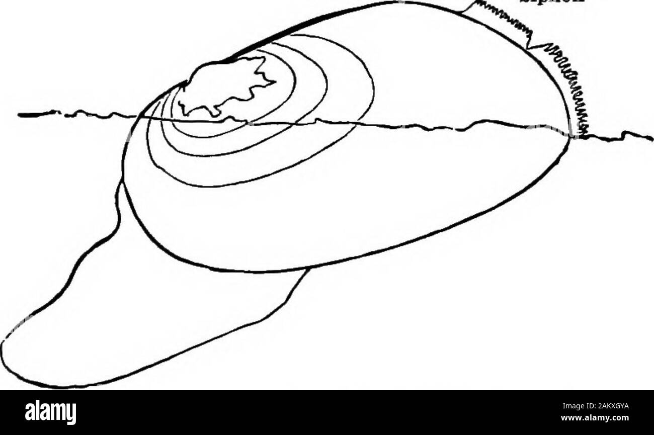 Clam mantle Black and White Stock Photos & Images - Alamy