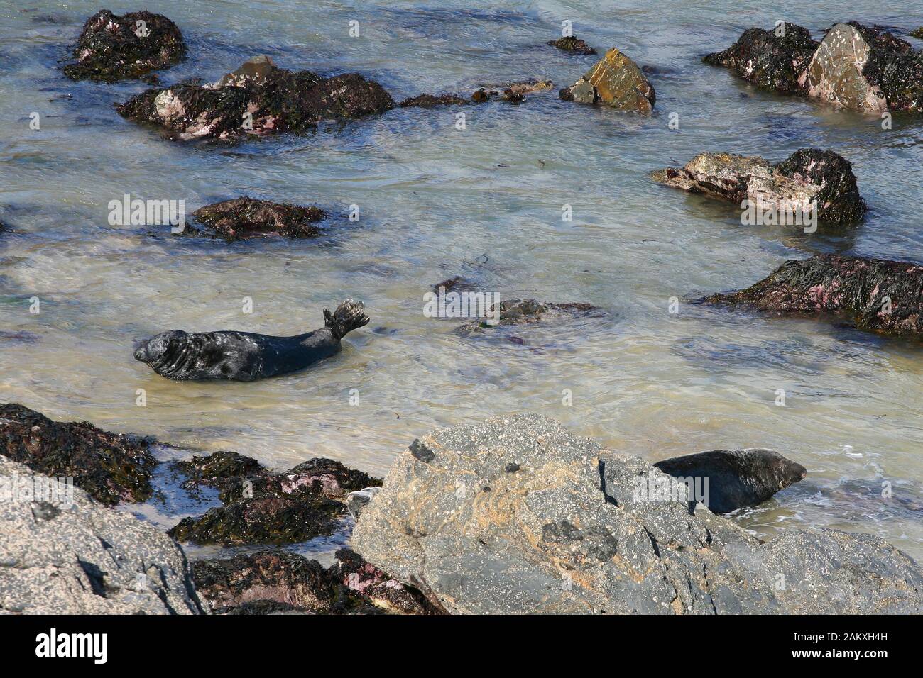 English seals hi-res stock photography and images - Alamy