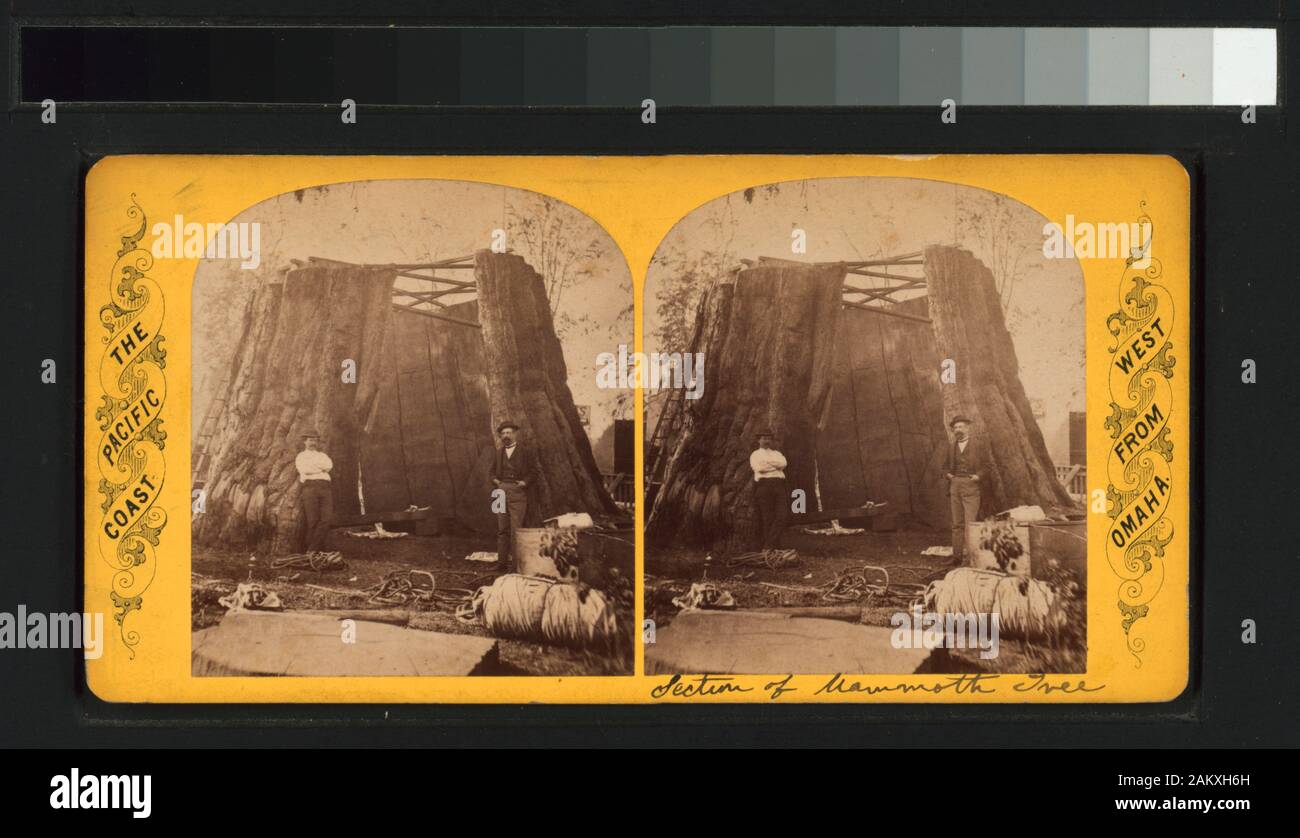 Section of the Mammoth Tree 47x1034; Section of the Mammoth Tree Stock ...