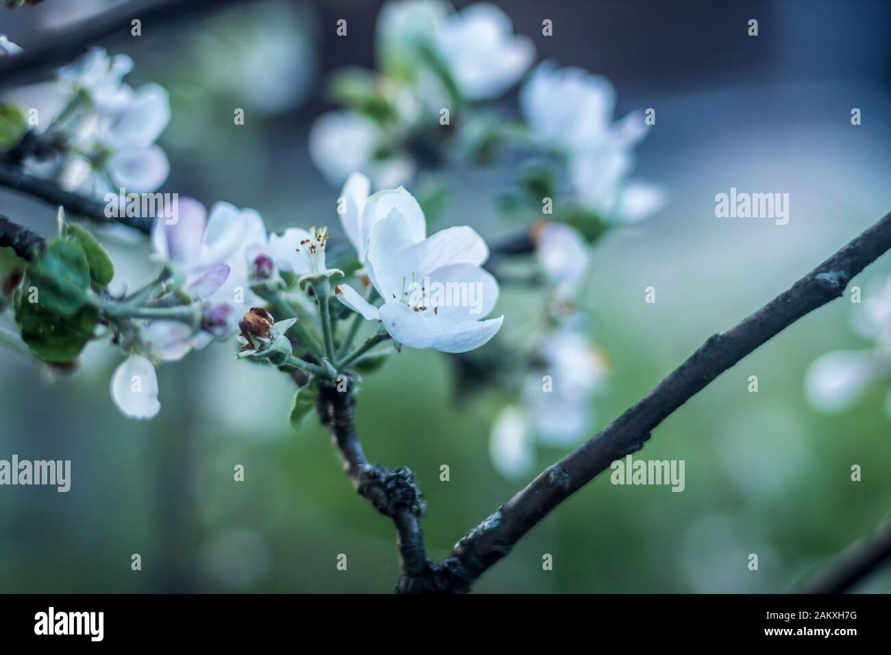 Early spring.Buds and flowers of an apple tree on a branch.Macro photo ...
