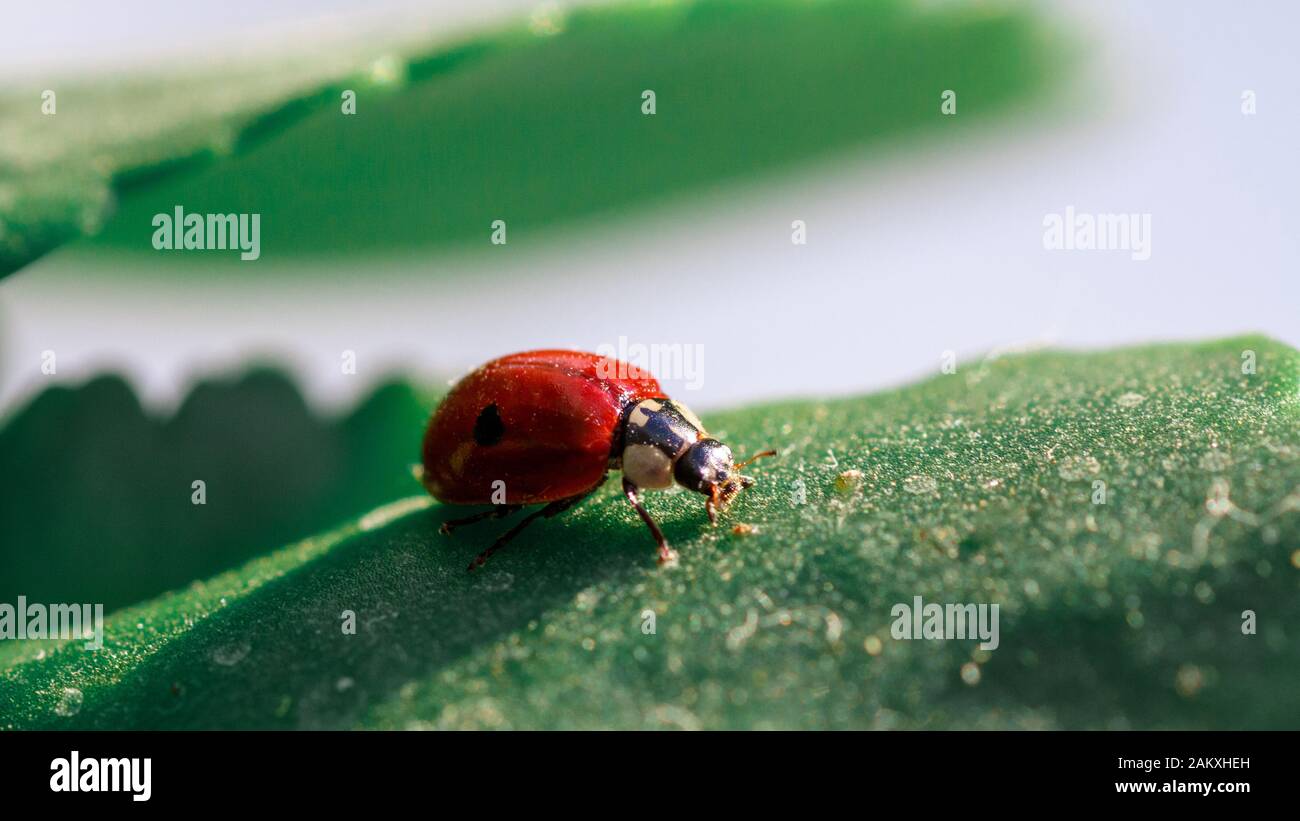Macro of ladybug on a blade of grass in the morning sun Ladybug - bug ...