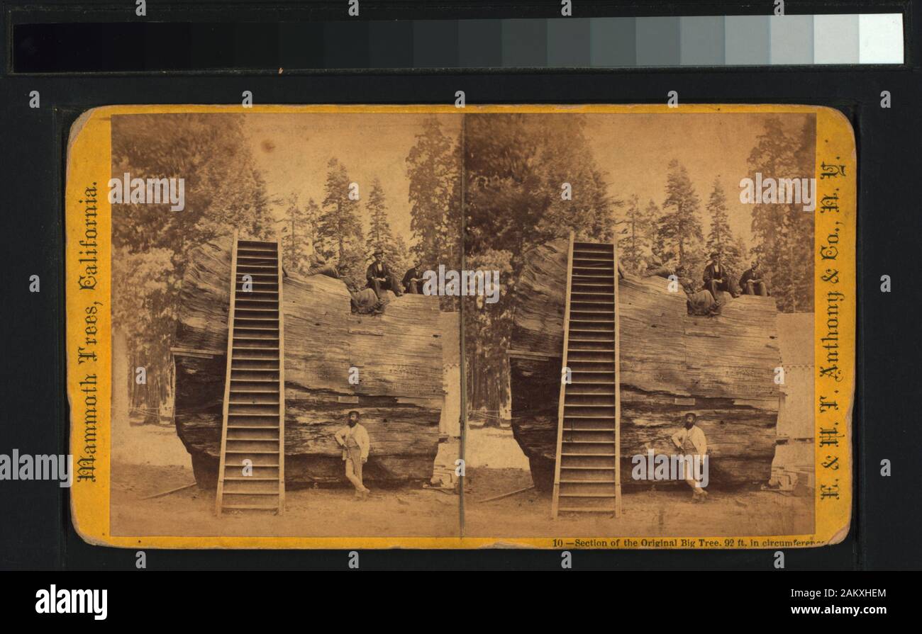 Section of the Original Big Tree, 92 ft in circumference by E. & H. T ...