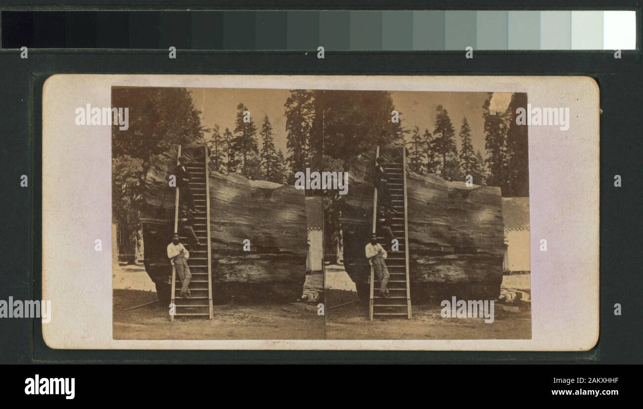 Section of the Original Big Tree, 92 ft in circumference by E. & H. T ...