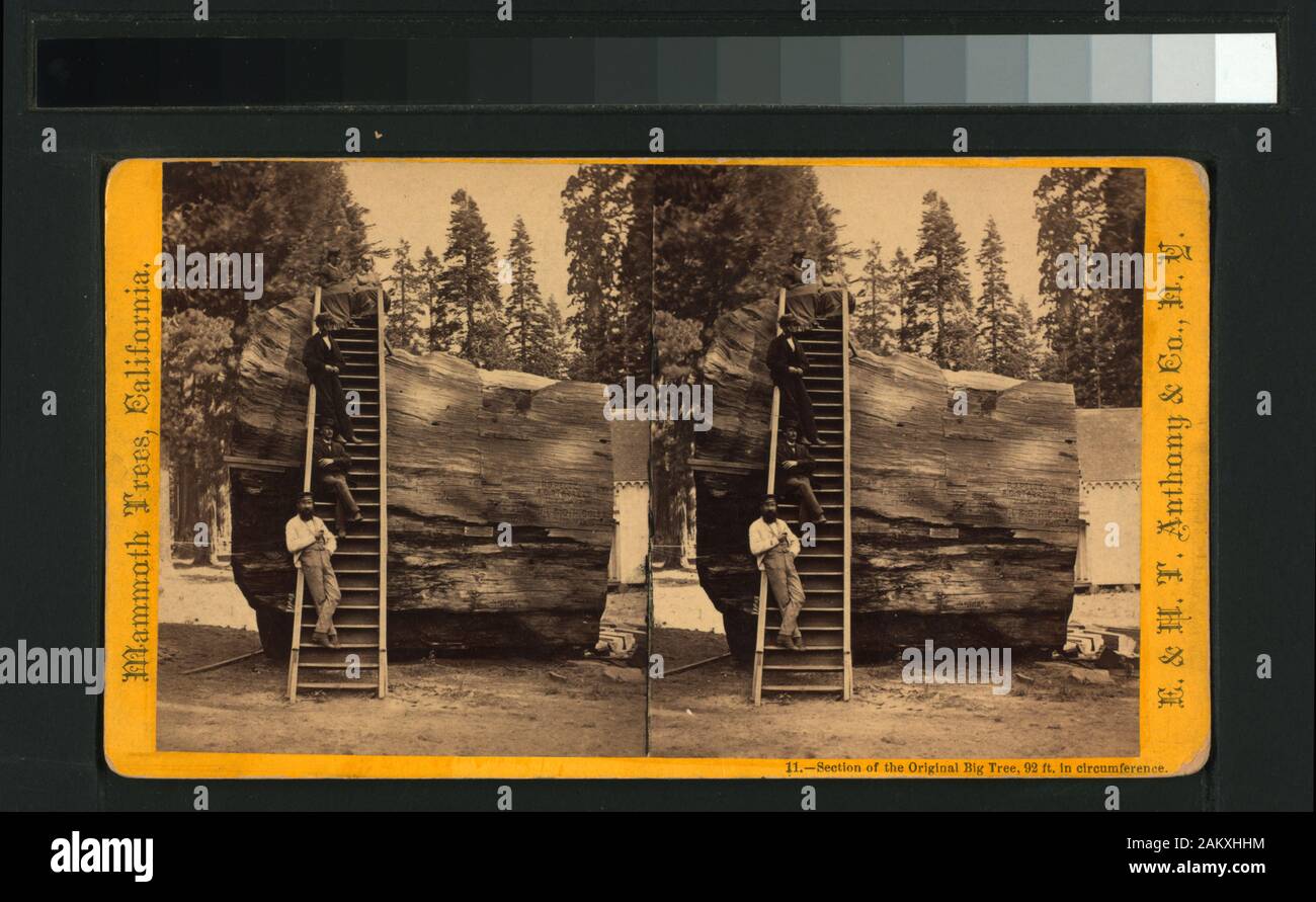 Section of the Original Big Tree, 92 ft in circumference by E. & H. T ...