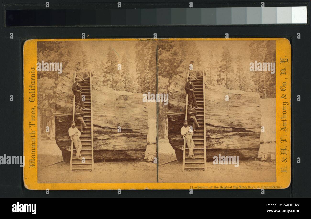 Section of the Original Big Tree, 92 ft in circumference by E. & H. T ...