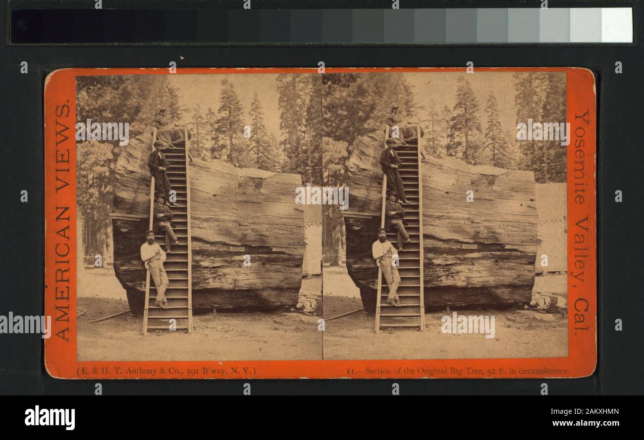 Section of the Original Big Tree, 92 ft in circumference by E. & H. T ...