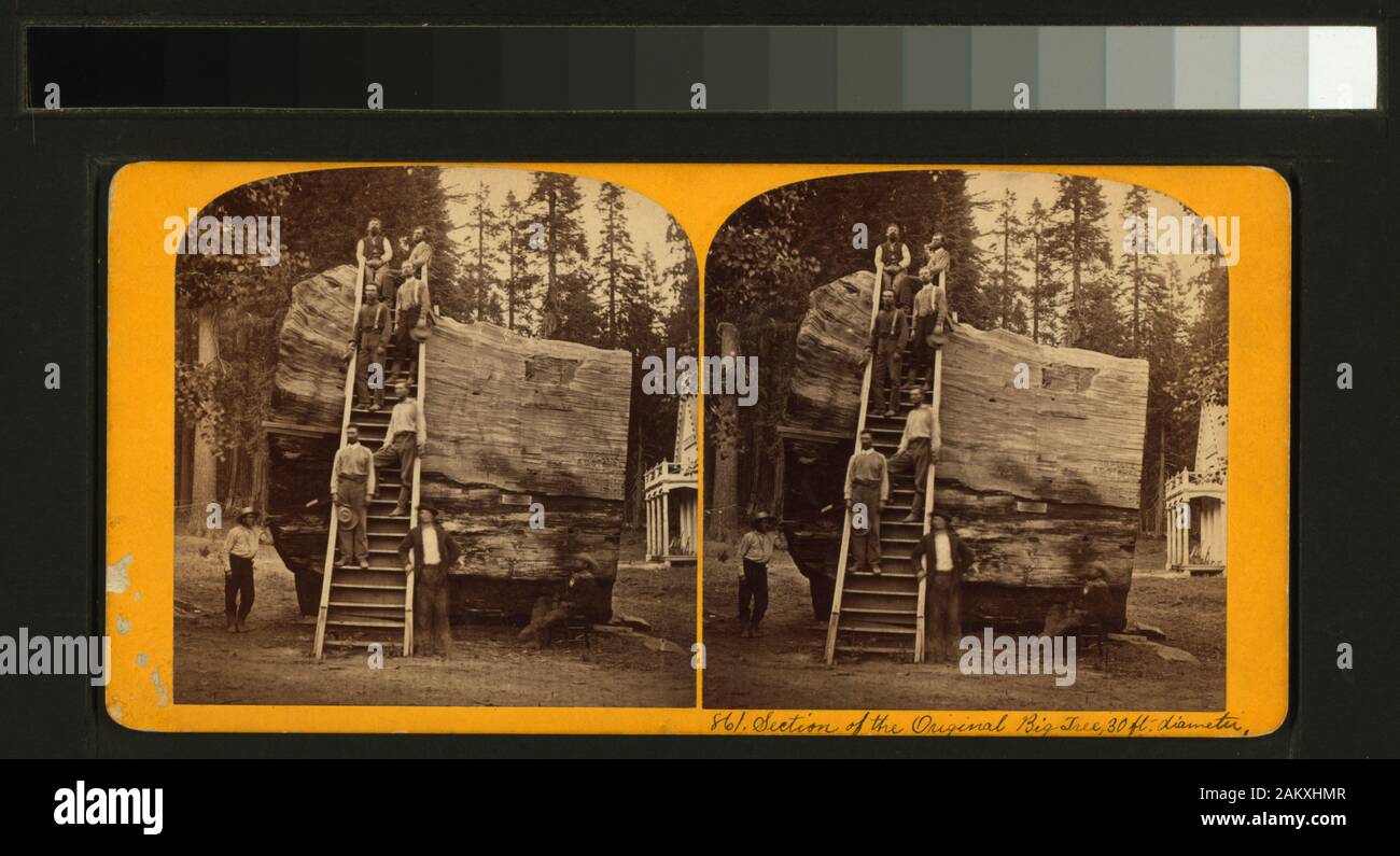 Section of the original Big Tree, 30 feet diameter by Lawrence ...