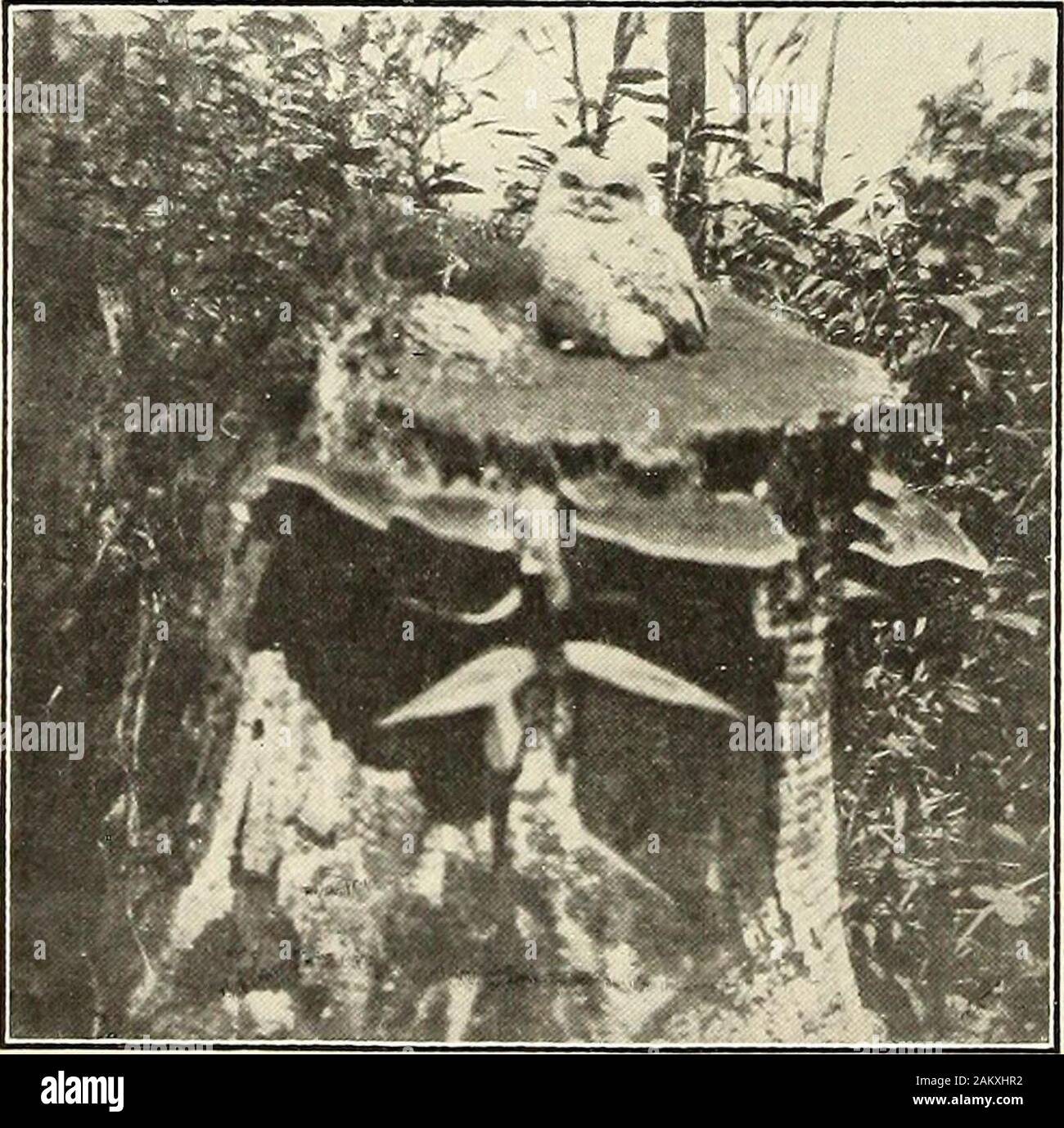 Pelorus jack hi-res stock photography and images - Alamy