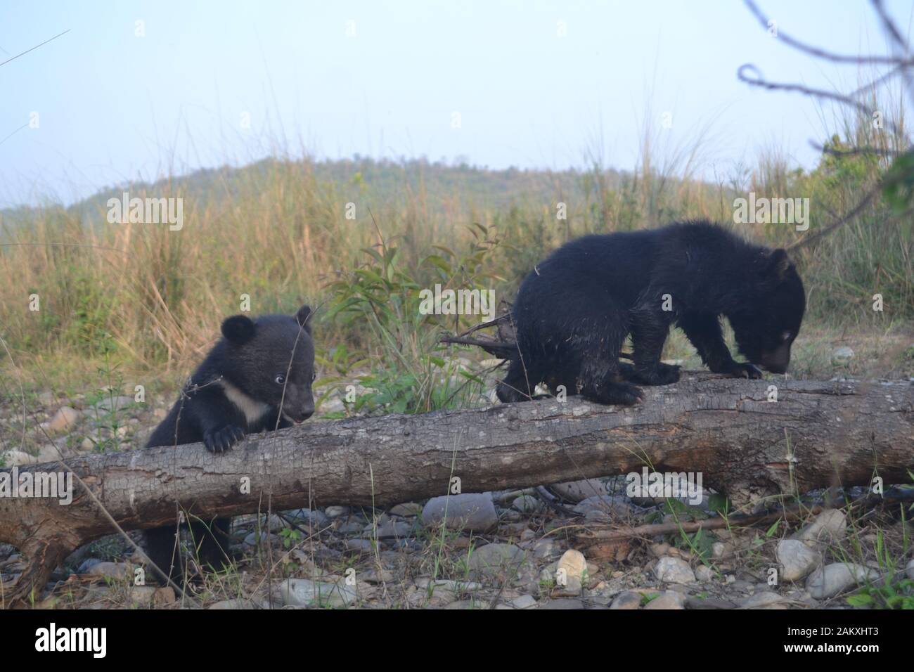 two bear cube playing with wooden one cube up on cut wood Stock Photo ...