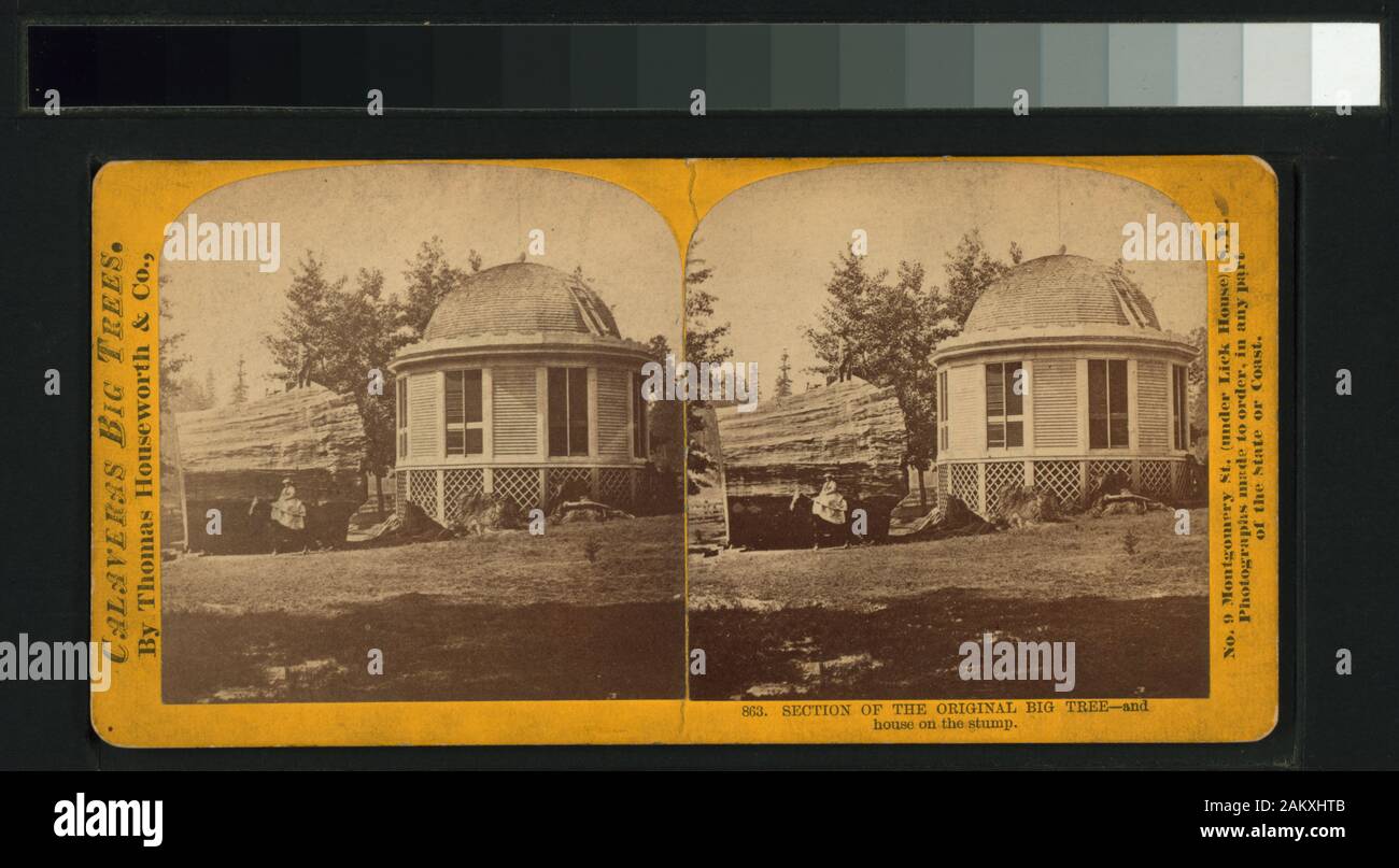 Section of the original Big Tree, and house on the Stump by Lawrence ...