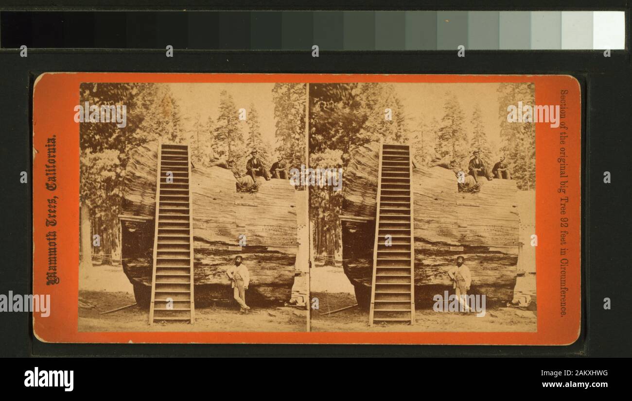 Section of the original big Tree, 92 feet in Circumference by E. & H. T ...