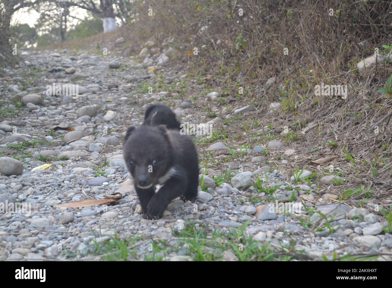 bear child on the way with stone ways Stock Photo - Alamy