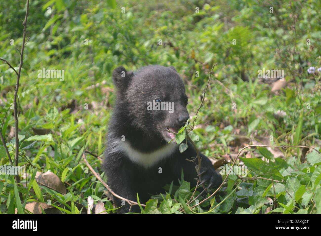 Bear cube along with own family single bear cube Stock Photo - Alamy