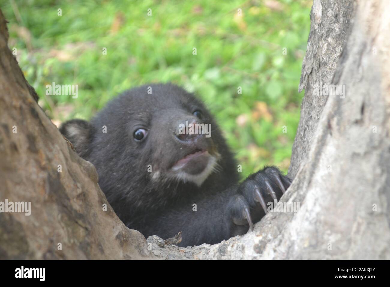 baby cube bear with wood tree Stock Photo - Alamy