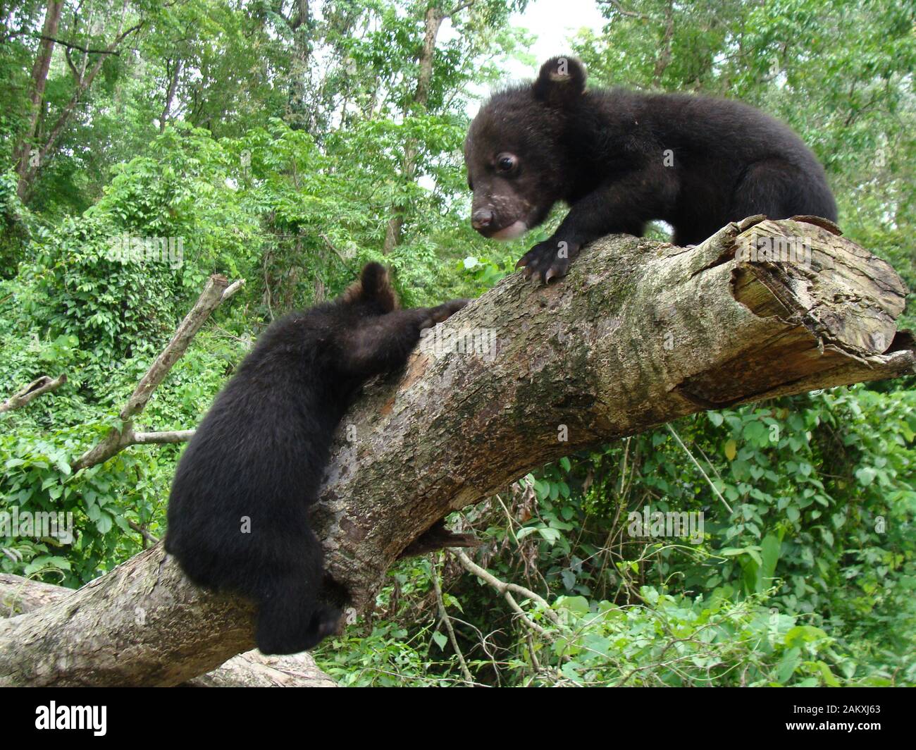 two baby cube playing on cut tree Stock Photo - Alamy