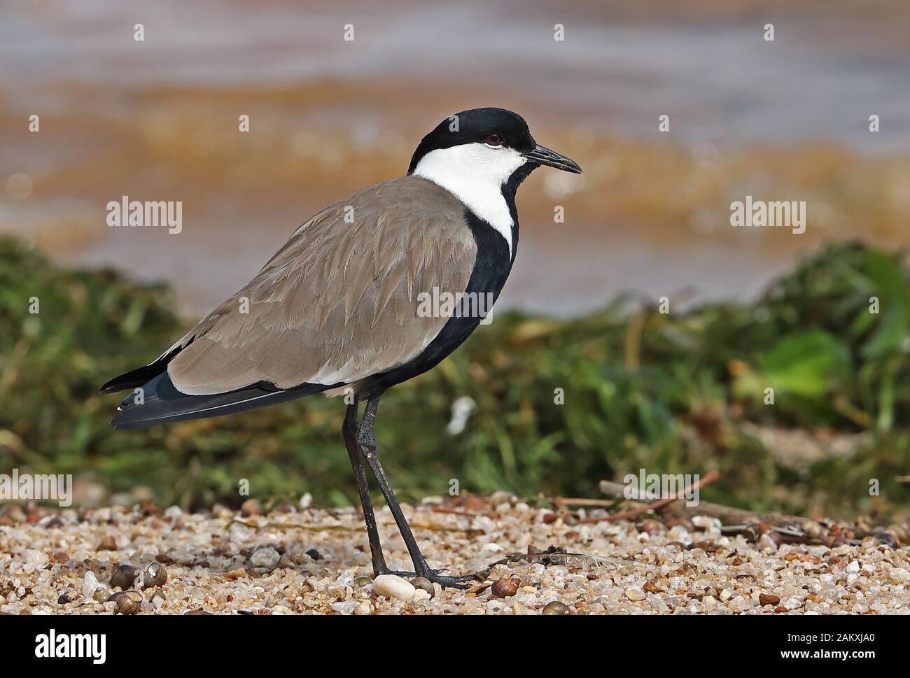 Adult spur winged lapwing hi-res stock photography and images - Alamy