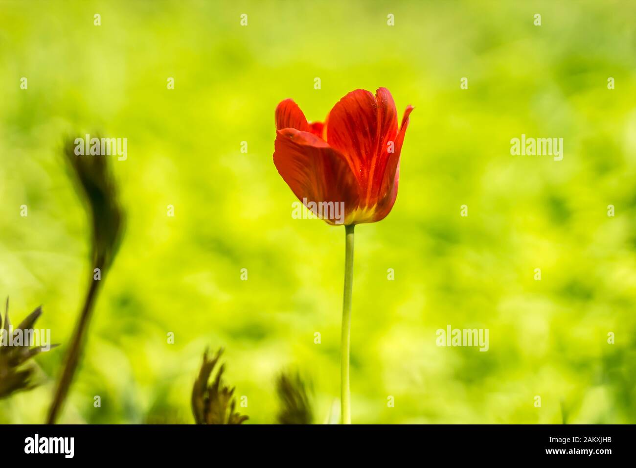 Early spring. A red tulip blooms in a country garden. Macro photo. Good ...