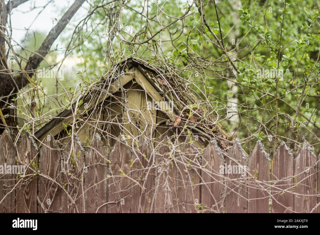 Early spring. Stems of vines without leaves on a fence.Shed under the ...
