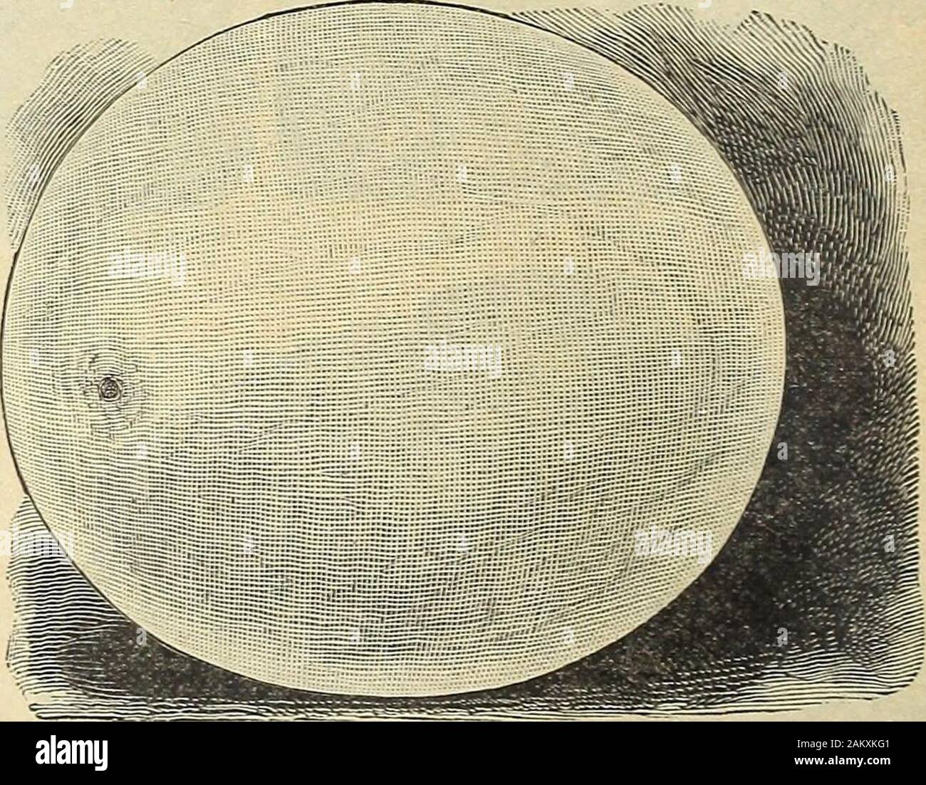 Melon in netting hi-res stock photography and images - Alamy