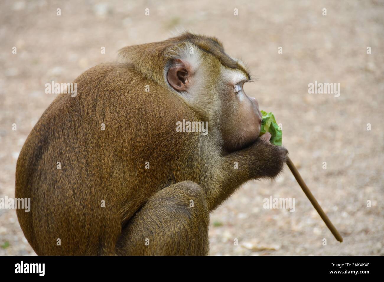 A monkey eats a lotus flower Stock Photo - Alamy