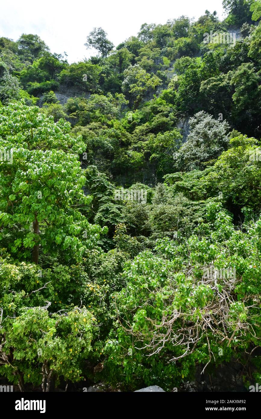 Limestone rock with lots of green trees Stock Photo - Alamy