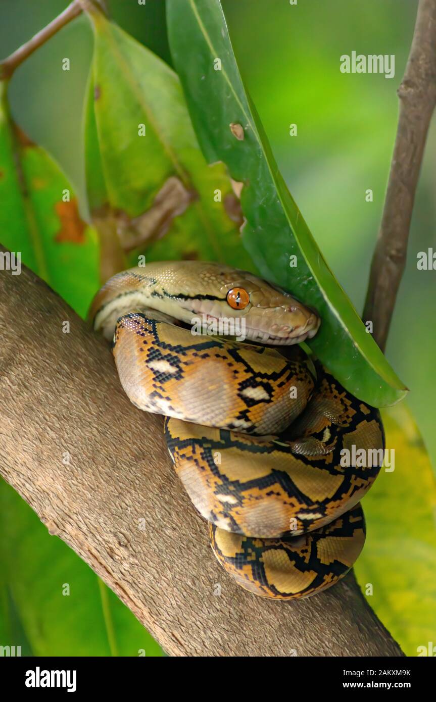 The child python curled on the branch of the mango tree. the background ...