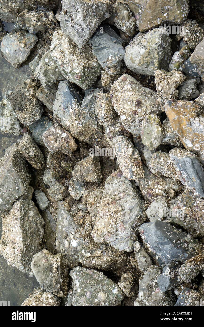 Pile of rocks by the sea There are many small clams attached and ...