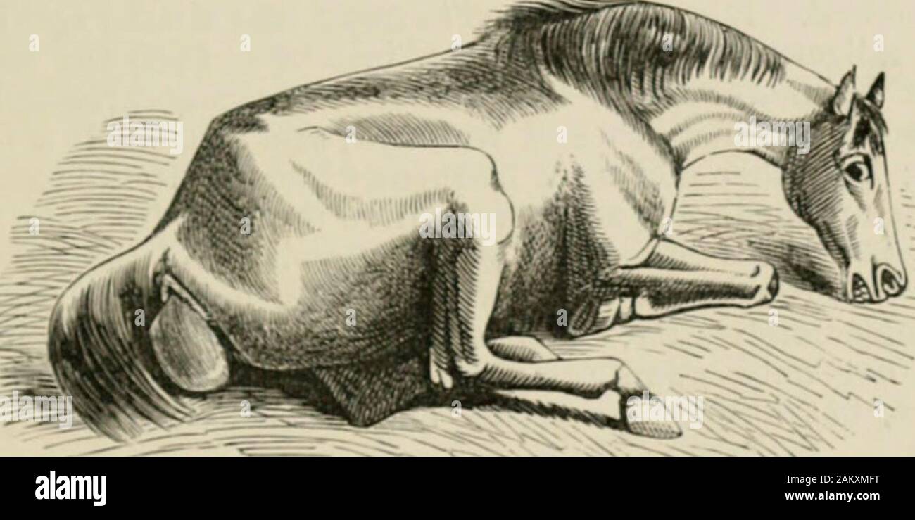 Placenta from cow hi-res stock photography and images - Alamy