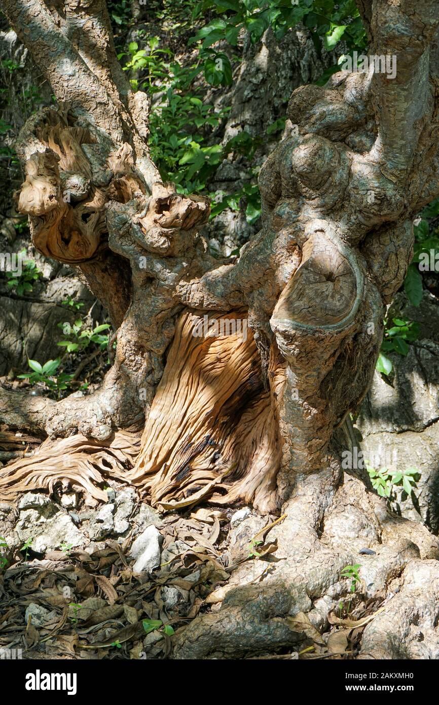 Big tree, strange shape With deep groove pattern And have bulging ...