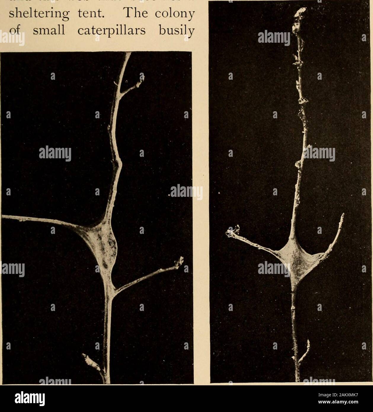 Tent caterpillar egg hi-res stock photography and images - Alamy