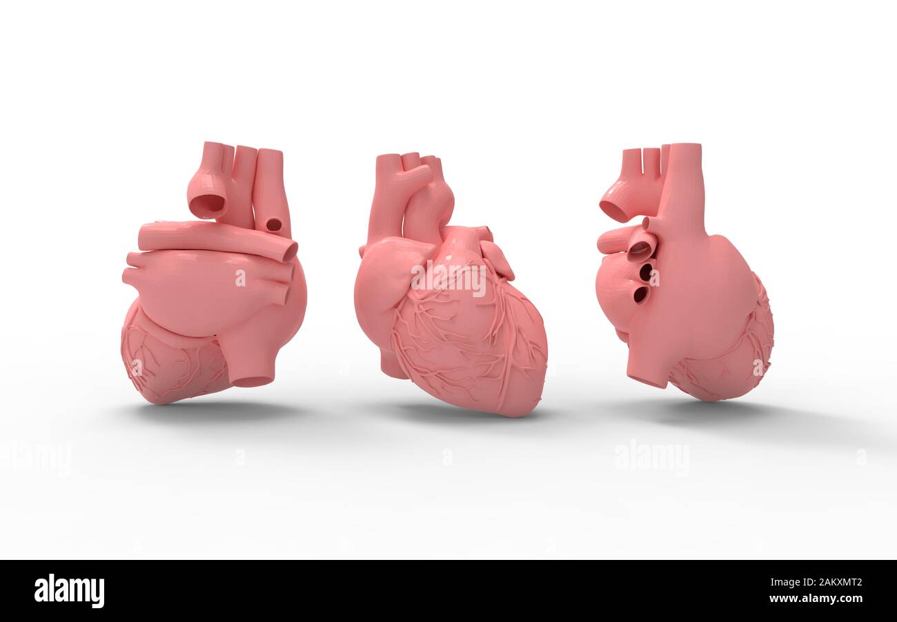 3d rendering of a human heart multiple views isolated on white ...