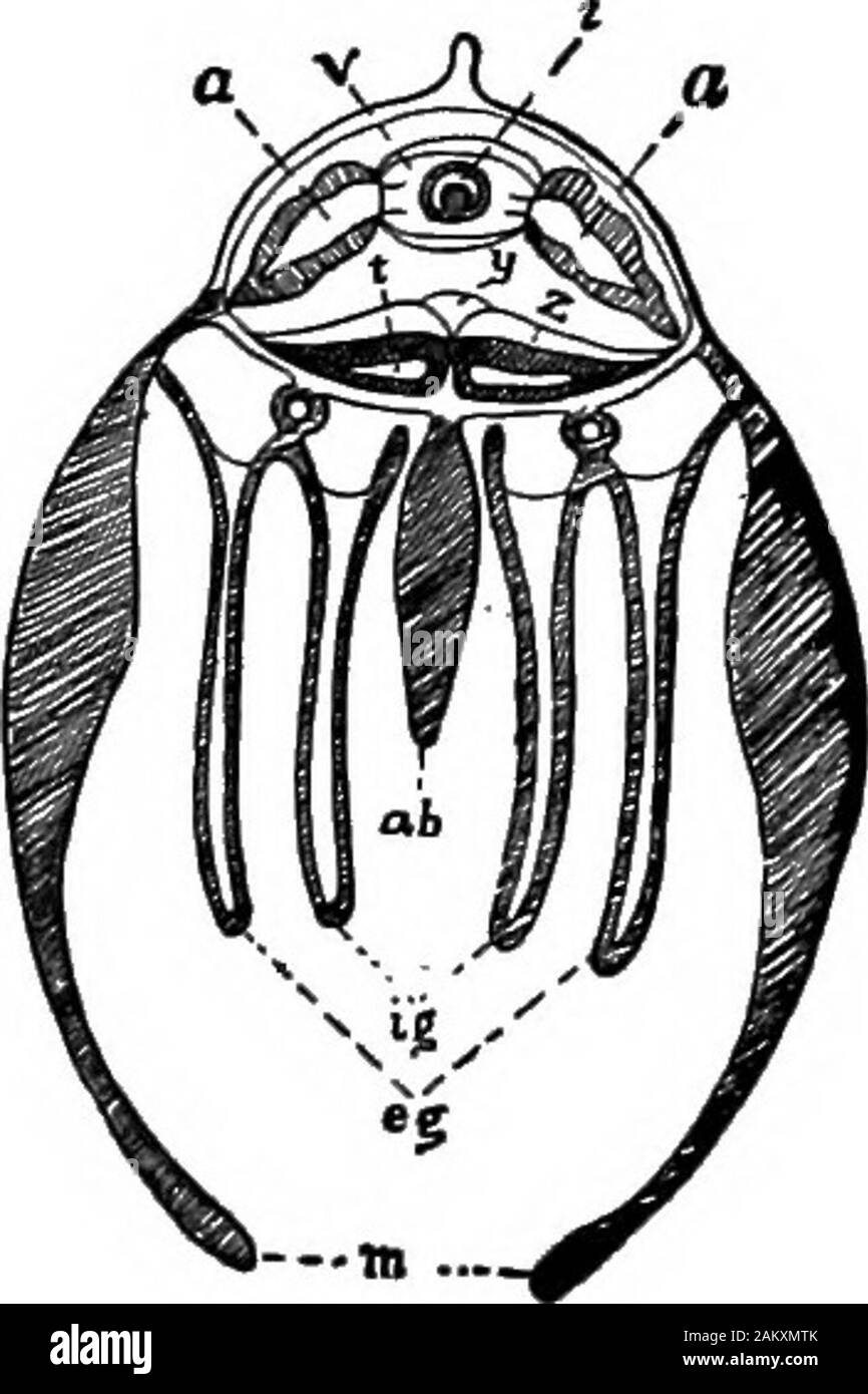 First lesson in zoology : adapted for use in schools . Fig. 59.—A, the ...