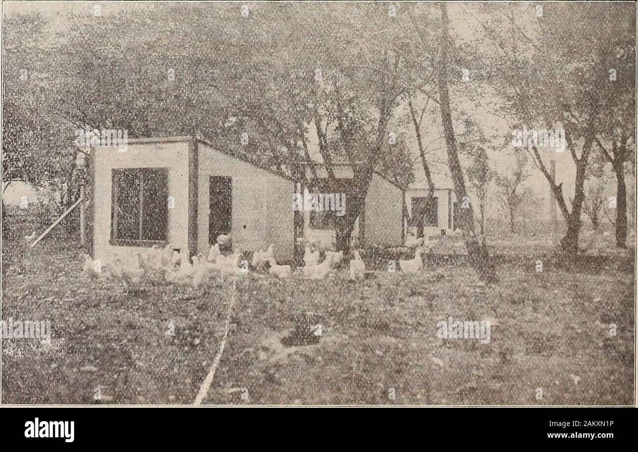 Hen Clam Stock Photos & Hen Clam Stock Images - Alamy