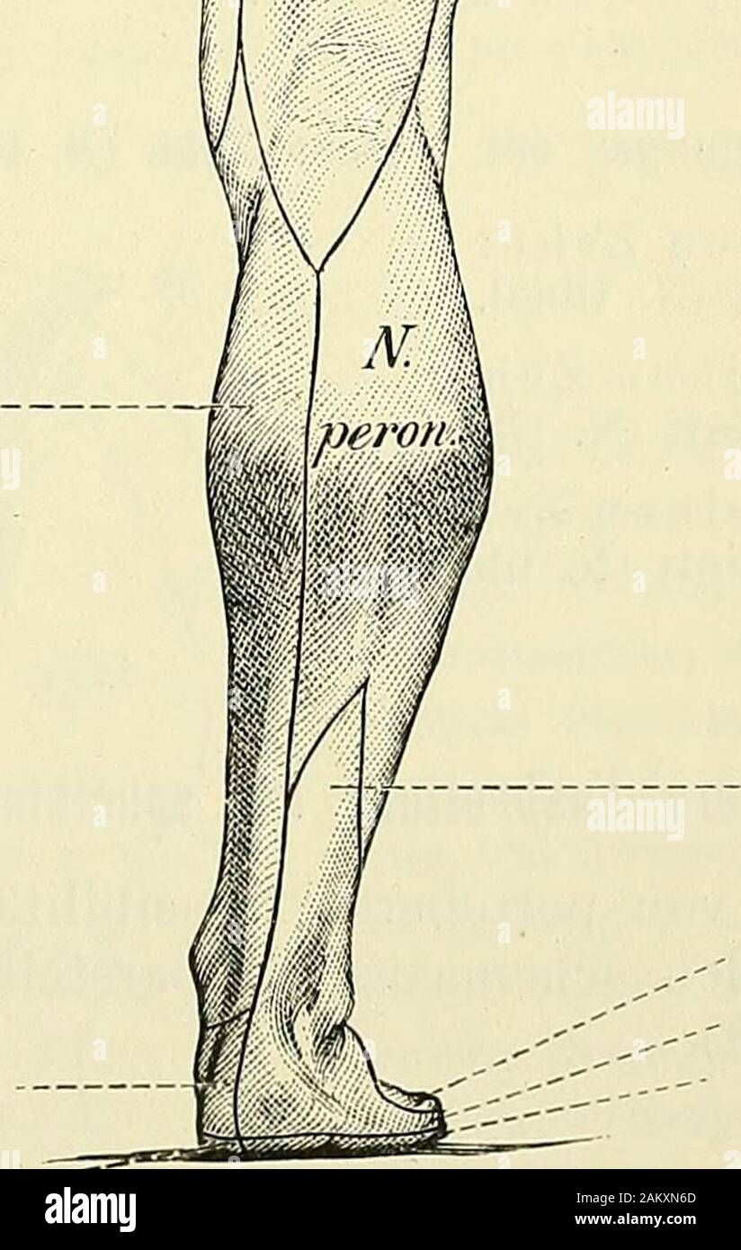 Lehrbuch der klinischen Untersuchungs-Methoden : für Studirende und ...
