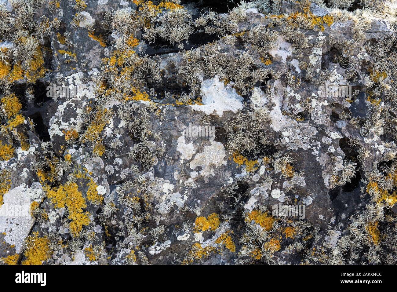 Moss point hi-res stock photography and images - Alamy